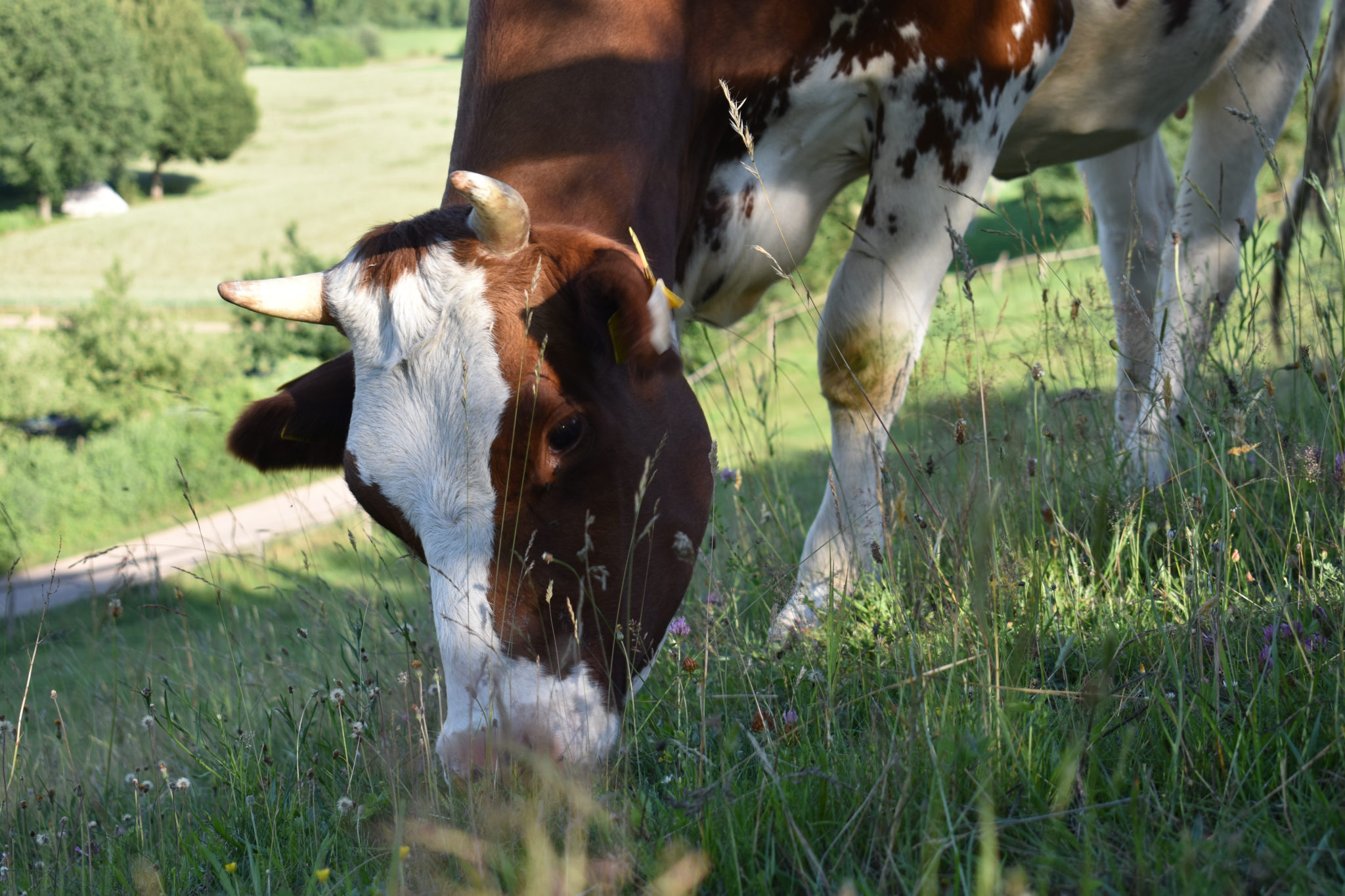 Von der Wiese auf den Teller